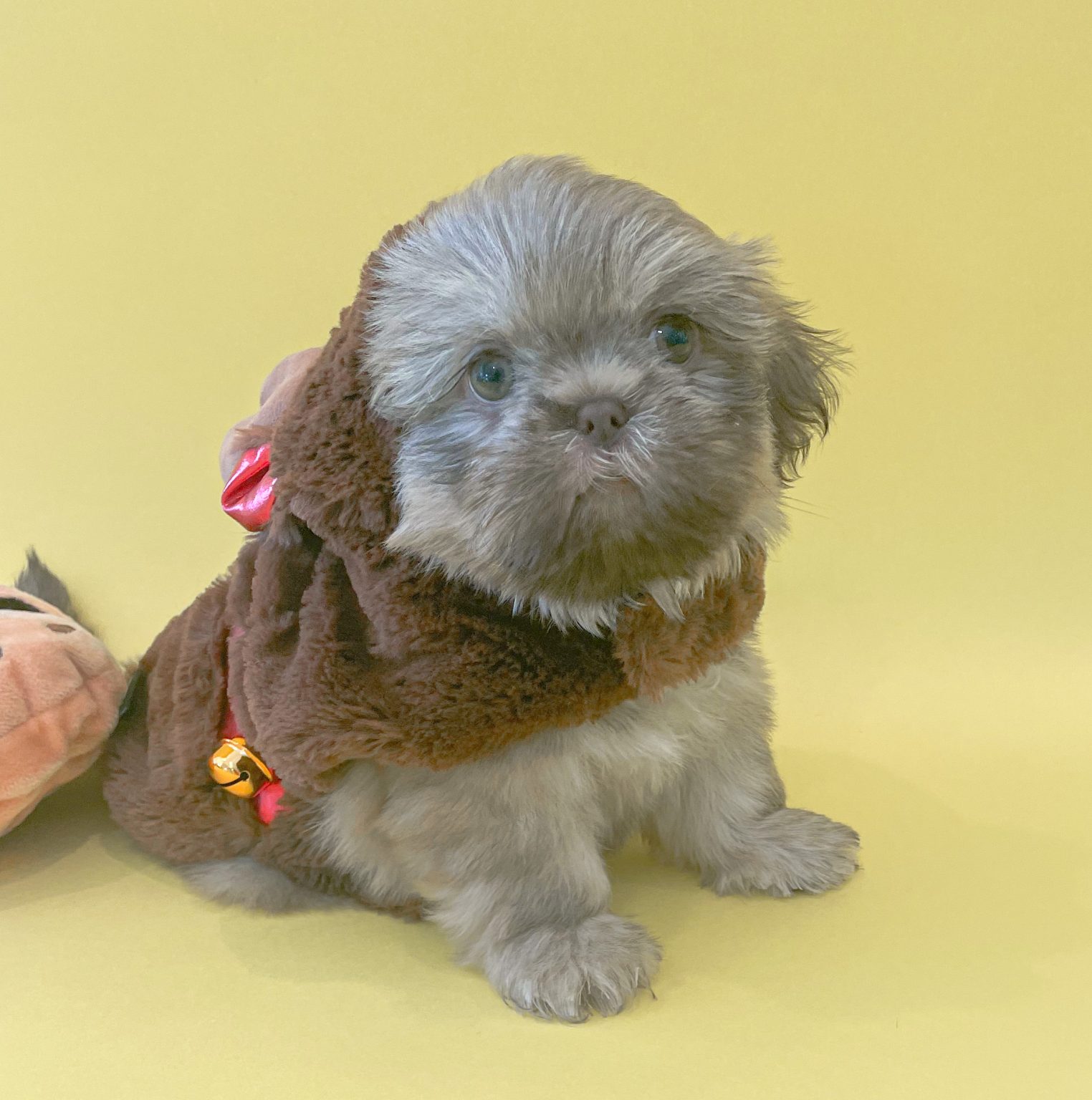 Flying with a Puppy | Arizona Sunrise Shih Tzus & Poos