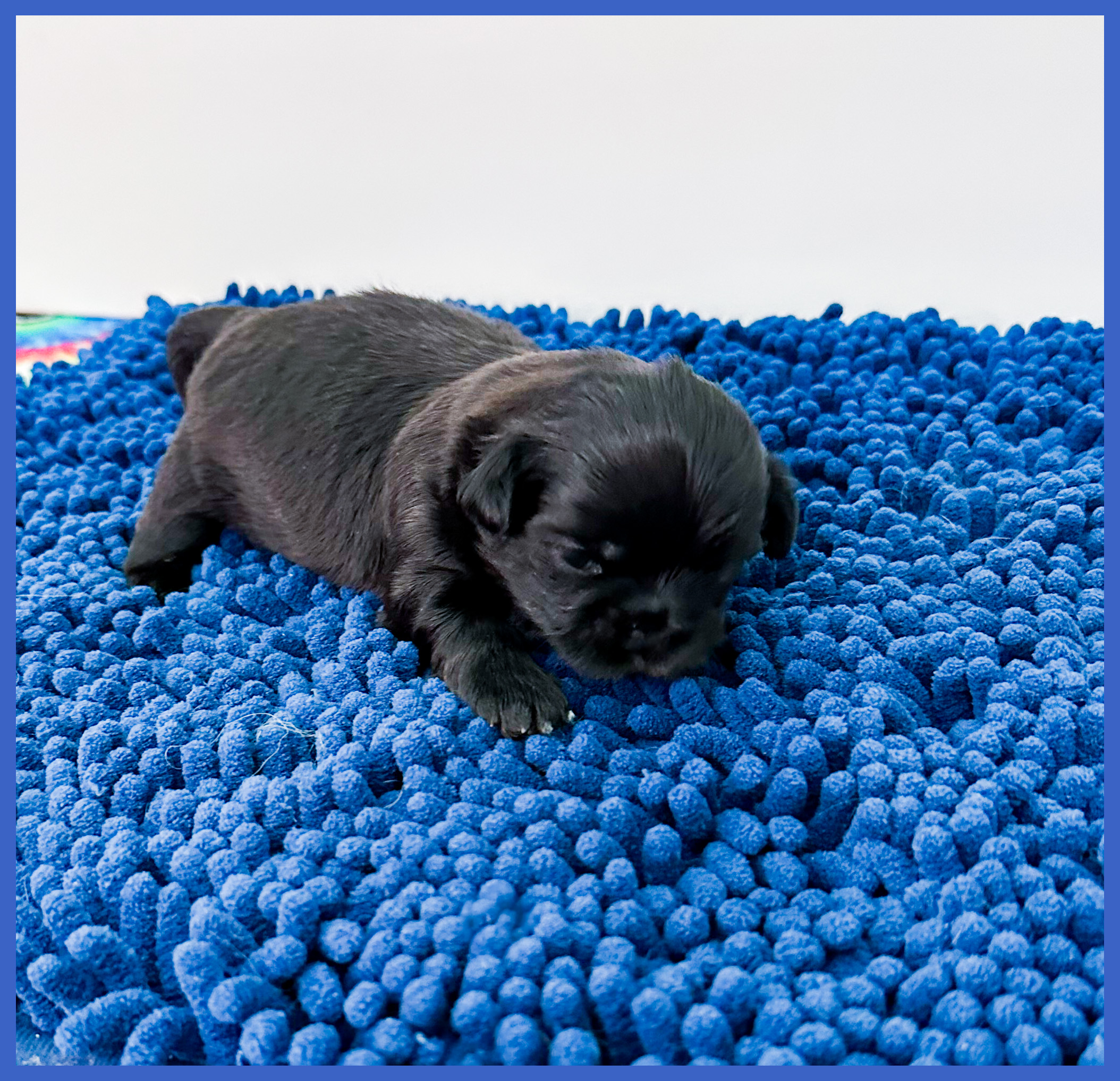 Teacup Shih Tzu Black